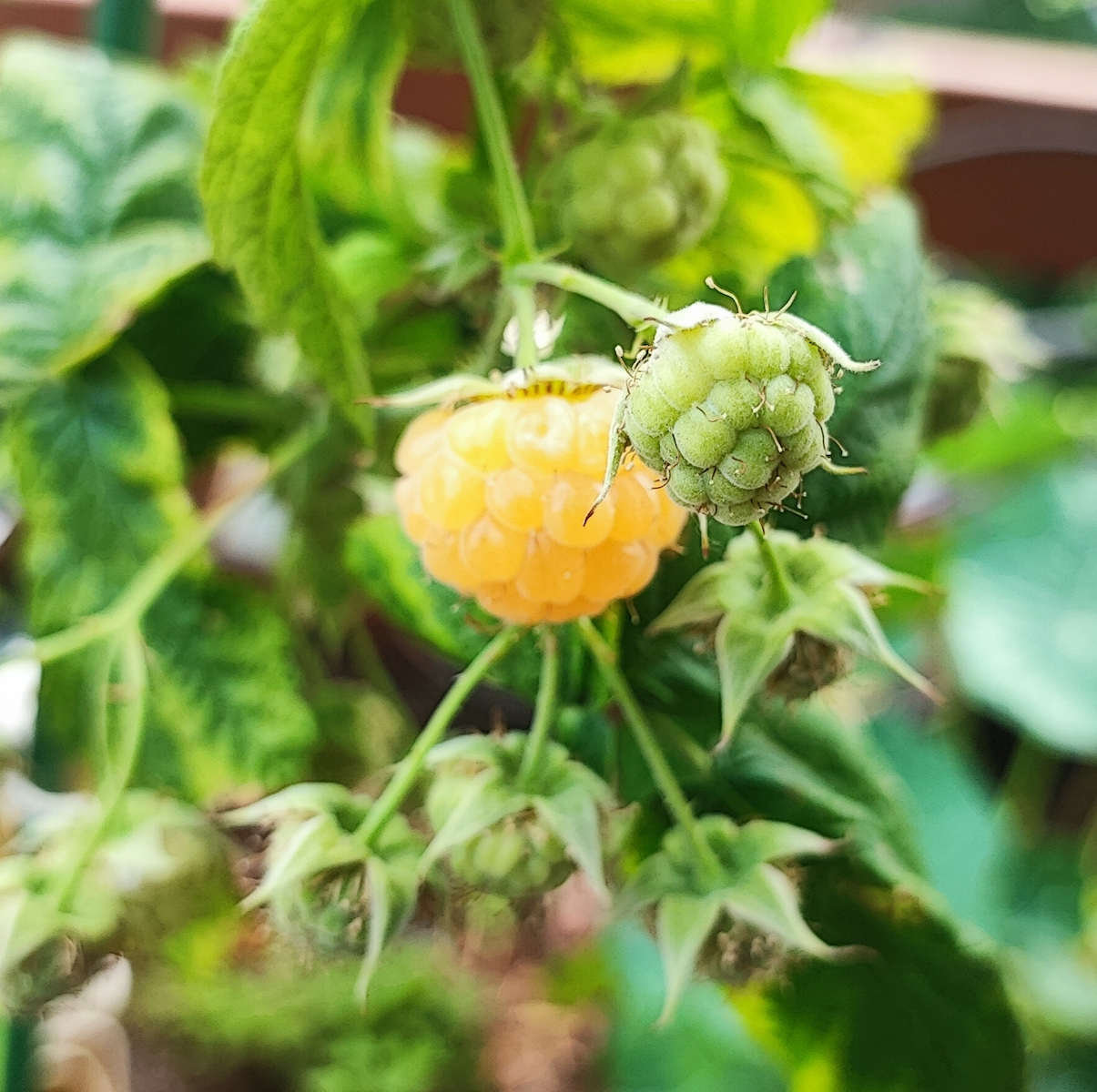 Rubus 'twotimer Sugana Yellow' organic 13cm | Skroutz Romania