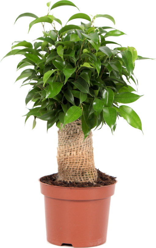 Airplants Φίκος - Ficus benjamina Natasja jute HP036 | Skroutz.gr