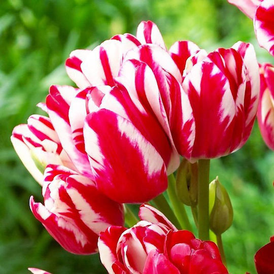 Gemma Bulbi Lalea 7buc | Skroutz Romania