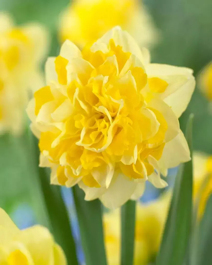 Ναρκισσος Aρωματικος Narcissus Sweet Pomponette Φακελος 5 Βολβων ...
